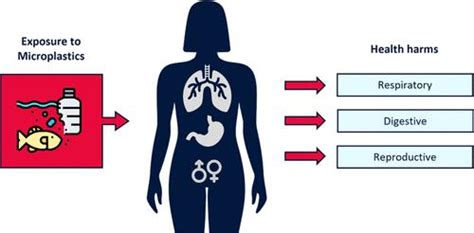微塑料暴露对人类消化、生殖和呼吸系统健康的影响：快速系统评价 Environmental Science And Technology X Mol