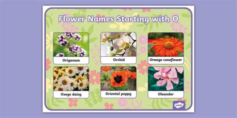 Flower Names Starting With O Display Poster Teacher Made