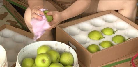 夏日一口清凉，奉贤庄行蜜梨早熟品种上市！澎湃号·政务澎湃新闻 The Paper