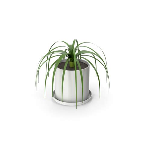 Plant Png Images And Psds For Download Pixelsquid S11686529d