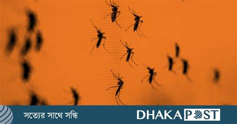 বাংলাদেশে ডেঙ্গু প্রতিরোধে সম্ভাবনা ‘উলবাকিয়া মশা