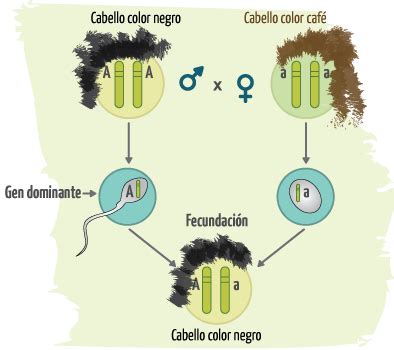 Genotipo Y Fenotipo Ejemplos Aristocrattips