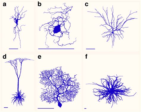Dendritic Trees Exist In Many Shapes And Sizes The Dendritic Trees Of Download Scientific