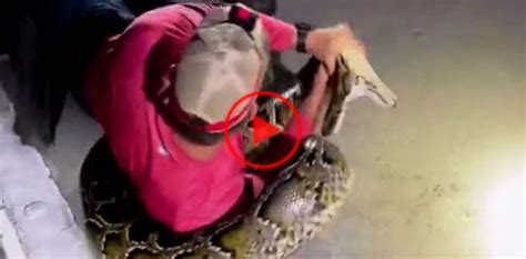 man captures 19 foot burmese python with bare hands in viral video