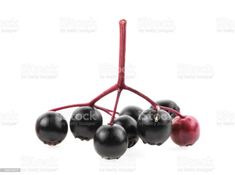 흰색 배경에 검은 엘더 베리 과일의 작은 가지 유럽 블랙 엘더베리 0명에 대한 스톡 사진 및 기타 이미지 0명 과일 나뭇가지 Istock