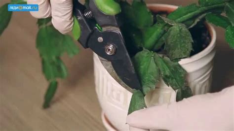 Как ухаживать за домашними растениями зимой простые правила Youtube