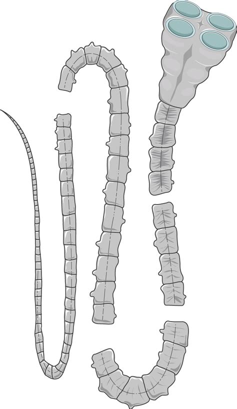Taenia T Saginata Adult Servier Medical Art