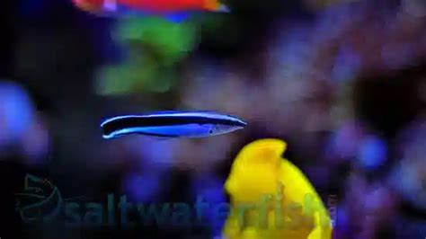 Cleaner Wrasse Wrasses Reef Safe Saltwater Fish