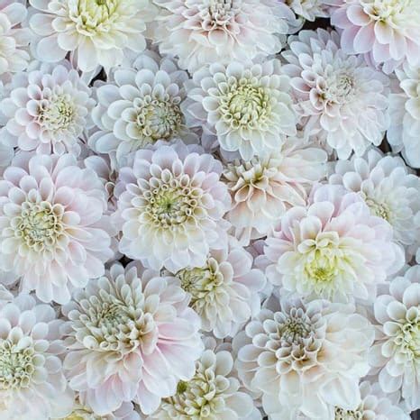 Dahlia Sweet Nathalie Elm Creek Flower Farm