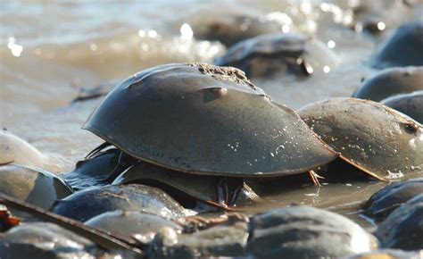 Descubra Quais São Os Líquidos Mais Caros Do Mundo