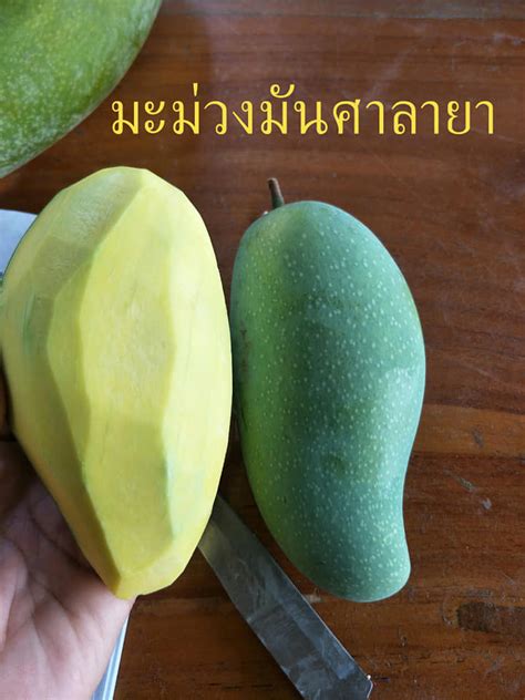มะม่วงมันศาลายา สวนมะม่วงลุงธงชัย ป้าบรรจง สุวรรณ