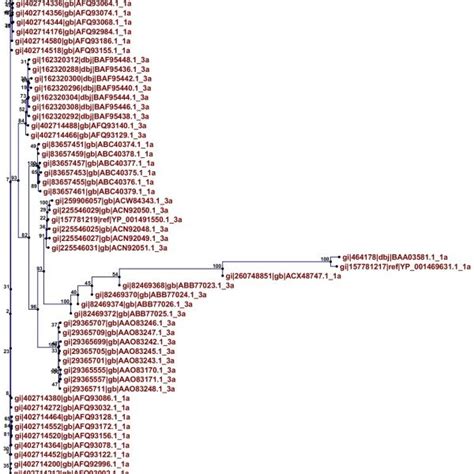 Multiple Sequence Alignment Showing Global Consensus Sequence Of Hcv E2 Download Scientific
