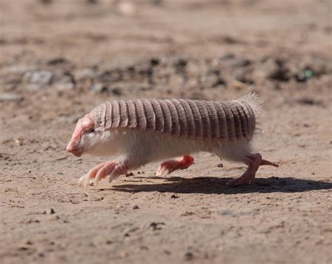 Pink Fairy Armadillo Chlamyphorus Truncatus Harlan 1825 Springer