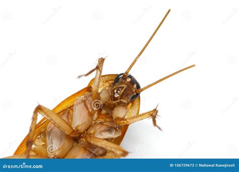 Cockroach On White Background Closeup Detail Stock Image Image Of