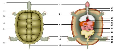 All About Box Turtles Welcome Wildlife