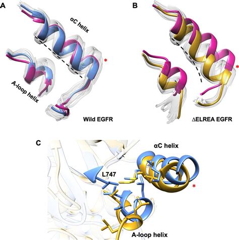 Inactive Form Of Wild Type Versus Δelrea Egfr During Mds Superimposed Download Scientific