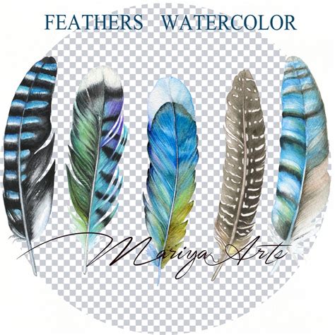 Watercolor Blue Jay Feather Clipart Png Boho Feather Set Sublimation
