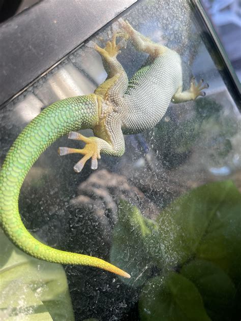 What Sex Is My Day Gecko Chlamydia R Geckos