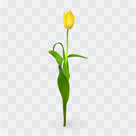Tulipanes Hermosos En Fondo Transparente Ilustraci N Del Vector