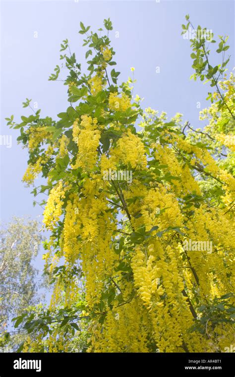 Laburnum Tree English Garden Yellow Flowers Blue Sky Dorset Uk