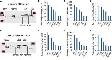 Frontiers Phospho Protein Arrays As Effective Tools For Screening