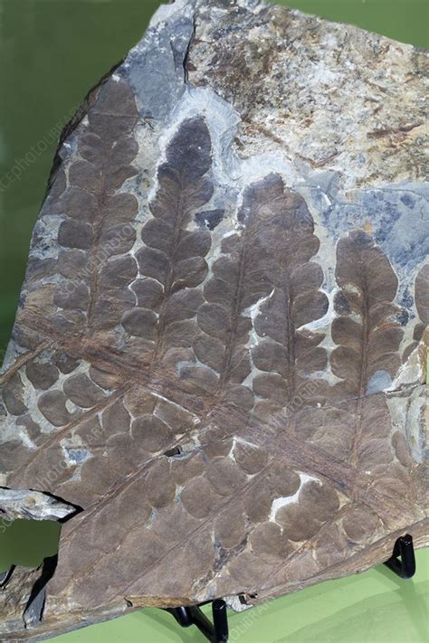 Odontopteris Subcrenulata Fossil Plant Stock Image C0210319