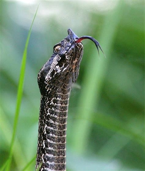 Exotic Venom Photo