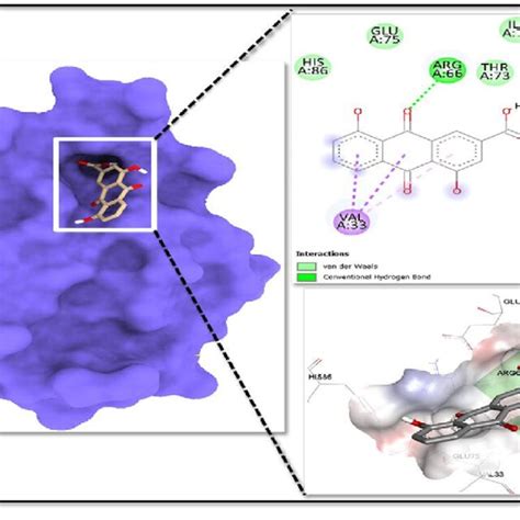 Go Molecular Function Cellular Component And Biological Process