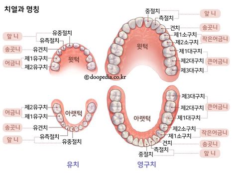 56 간호조무사 필기시험 요점정리 기초간호학 8 기초치과 네이버 블로그