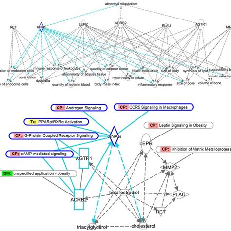 Ingenuity Pathway Analysis Ipa‐based Plausibility Analysis Of