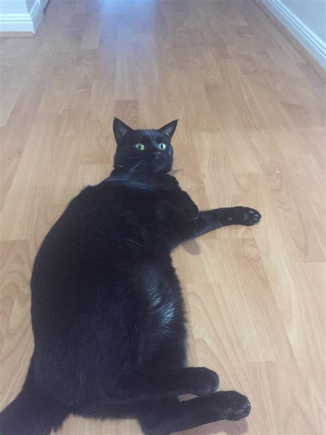 Mega Chonk Rchonkers