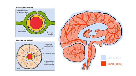 The Glymphatic System The Brains Toxin Removal System That Has A