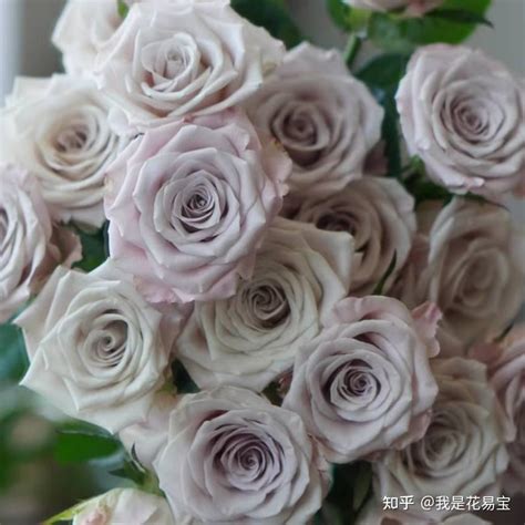 18种紫色玫瑰 七夕火爆乌梅子酱花束 知乎