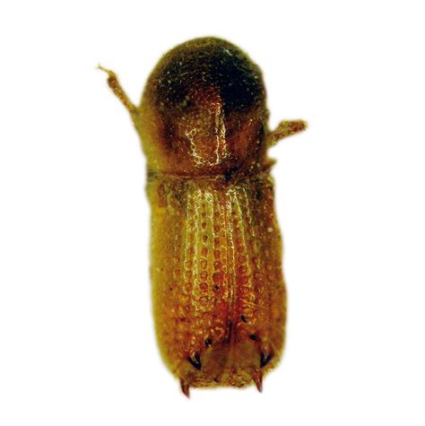 Curviwit Pheromone To Attract The Silver Fir Bark Beetle
