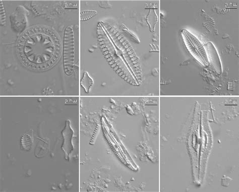 Characteristic nordic alpine taxa from the Allerød and the Younger