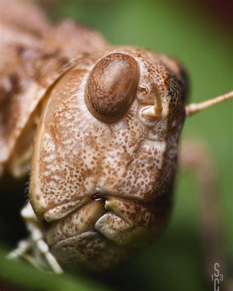 Grasshopper R Macroporn