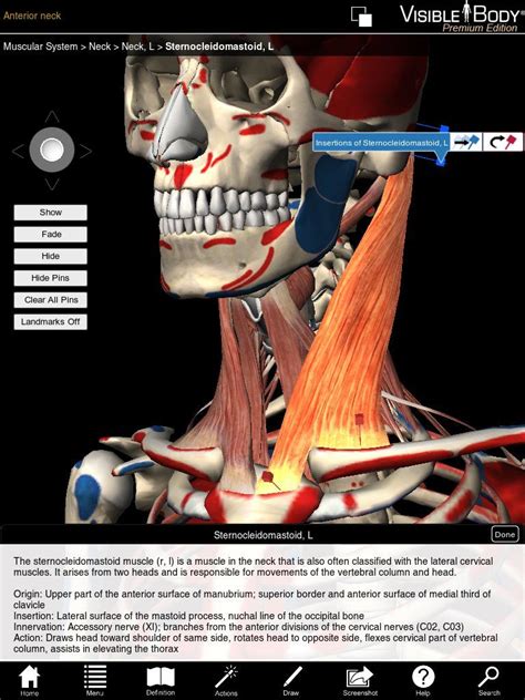 Sternocleidomastoid Muscle Muscular System Cervical Movement Apps