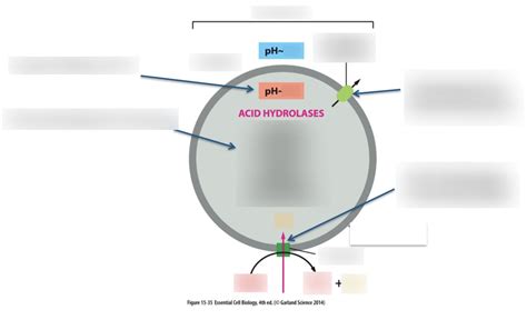 Schaubild „lysosomen“ Quizlet