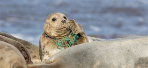 La Pollution Plastique Le Vortex De Déchets Du Pacifique Loop
