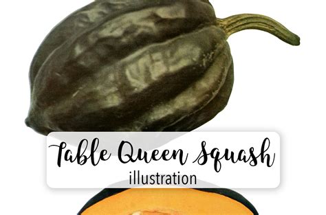 Table Queen Squash Graphic By Enliven Designs · Creative Fabrica