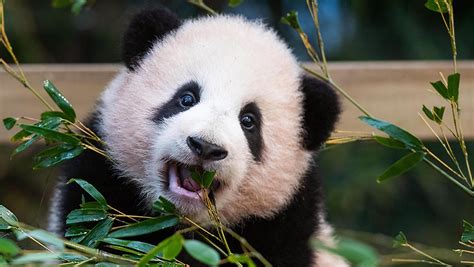 [아기판다 다이어리] 19화 푸바오의 좌충우돌 판다월드 적응기