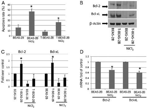 Transformed Beas 2b Cells Are Resistant To Nickel Induced Apoptosis Download Scientific