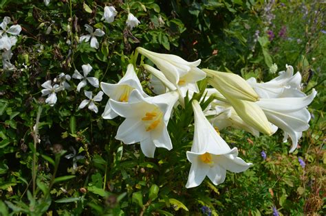 Lilium Longiflorum in Bloom