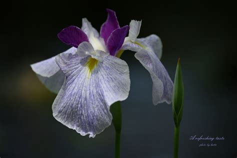 By Hatto Id Photohito