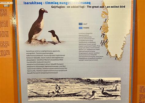 On Fogo Island Artists Celebrate The Extinct Great Auk — Modern Traveller
