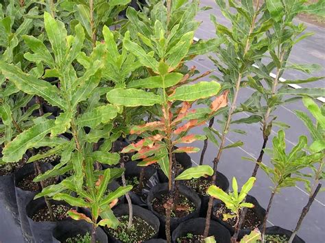 How To Grow A Macadamia Nut Tree Happy Diy Home