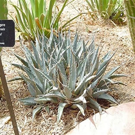 Green Agave Utahensis Plant Seeds Hardy Desert Succulents Striking A