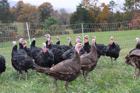 How To Seduce A Turkey A Bizarre Sex Experiments Of The 1960s Random