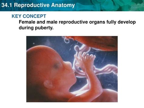 Unit 34 Reproductive System