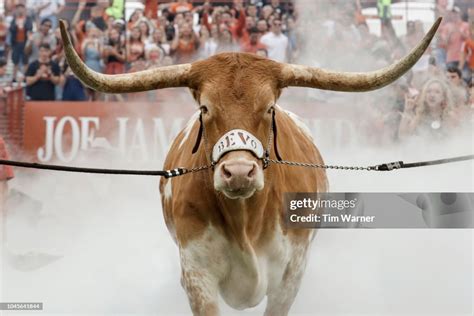 Texas Longhorns Mascot Bevo Xv Enters The Stadium Before The Game